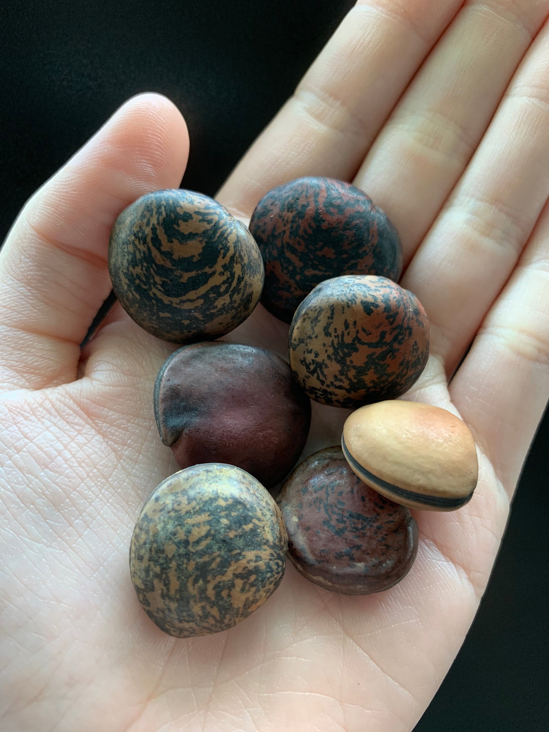 Sea Beans From Kauai Hawaii, Pre-drilled Beads - Hamburger Sea Bean ...