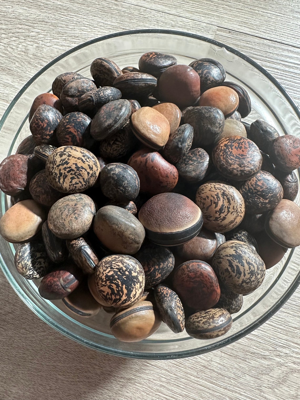 Sea Beans From Kauai Hawaii, Pre-drilled Beads - Hamburger Sea Bean ...