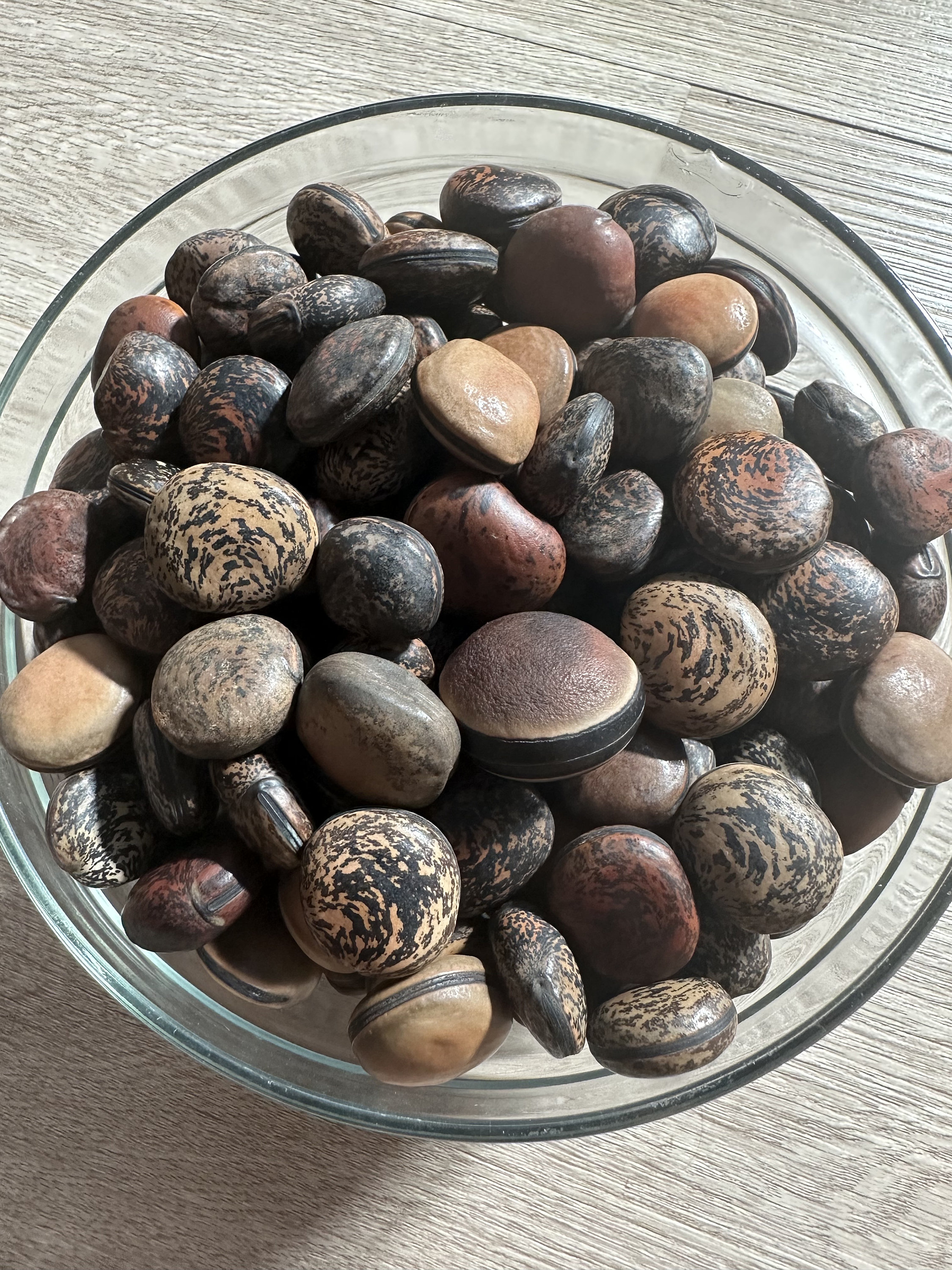 Sea Beans From Kauai Hawaii, Pre-drilled Beads - Hamburger Sea Bean, Sea Purse, Mucuna, Bull's ...