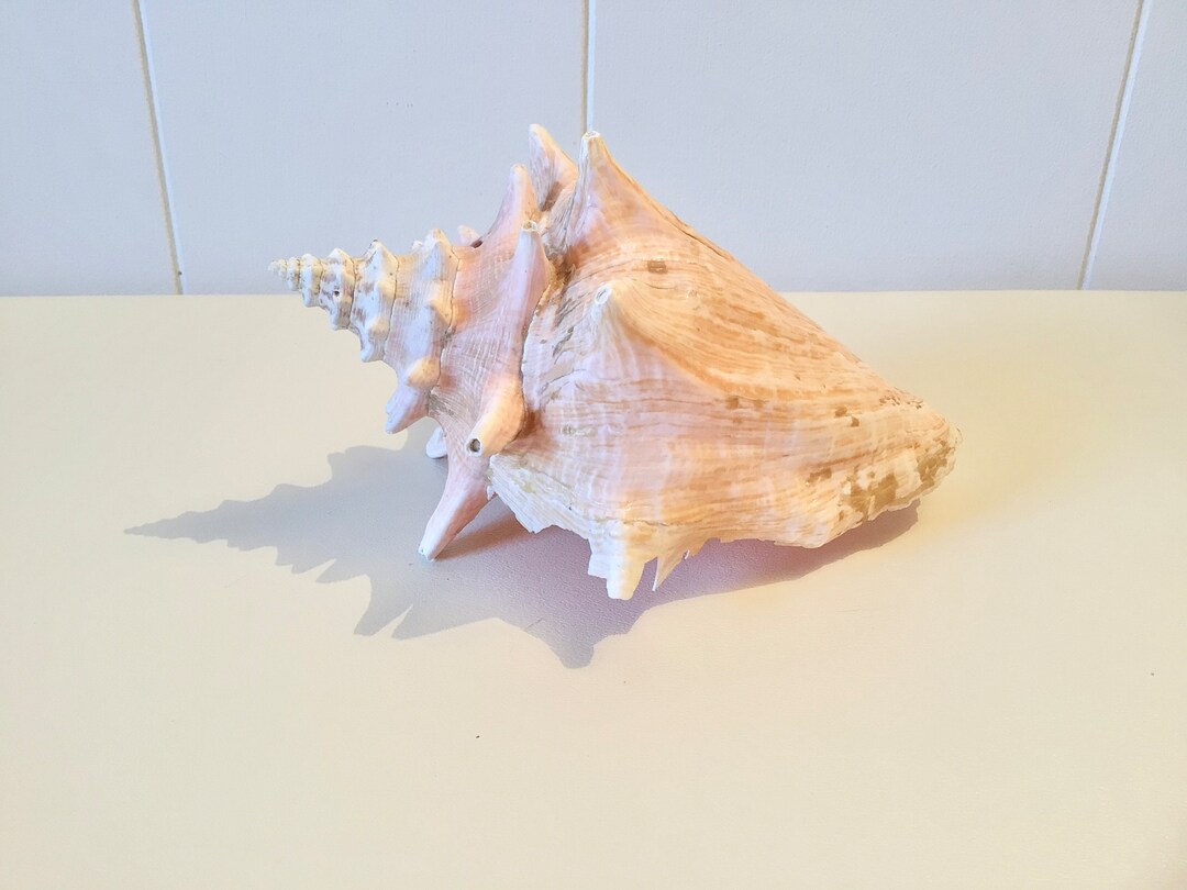 Large Queen Helmet Conch Seashell - Etsy