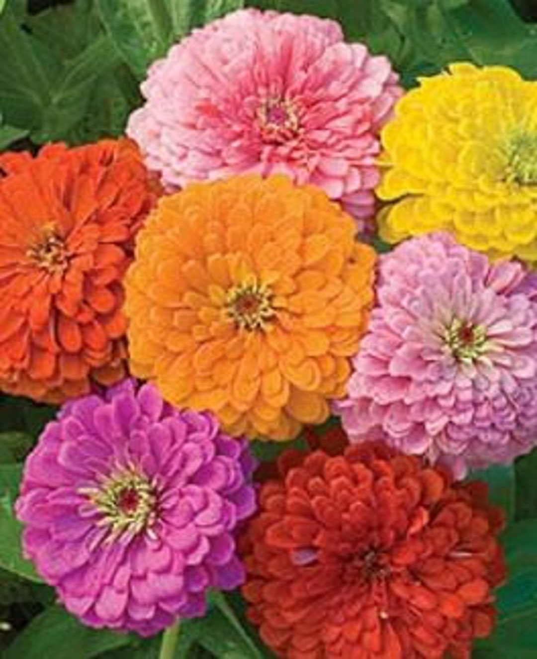 Giant Mixed Color Zinnia Seeds - Etsy