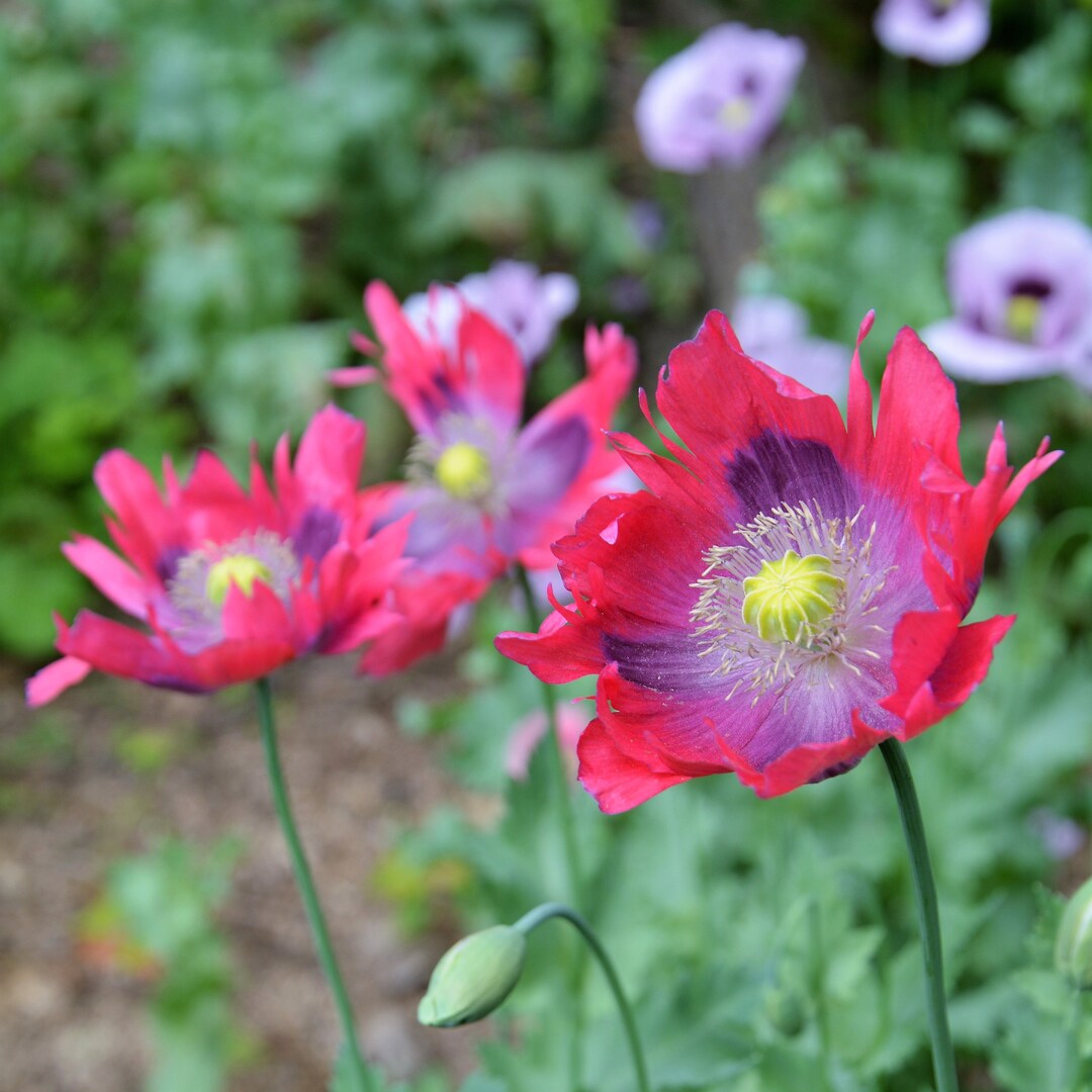 Garden Poppies Card / Poppy Flowers Art Card / Happy Birthday Poppy ...