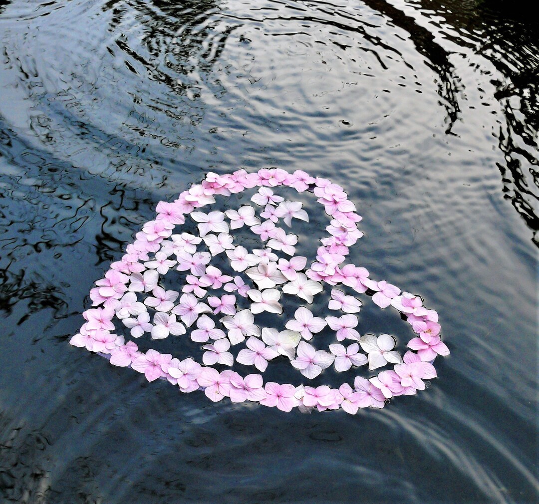 Pink Hydrangea Heart Photo Card Hydrangea Flowers Love Cards ...