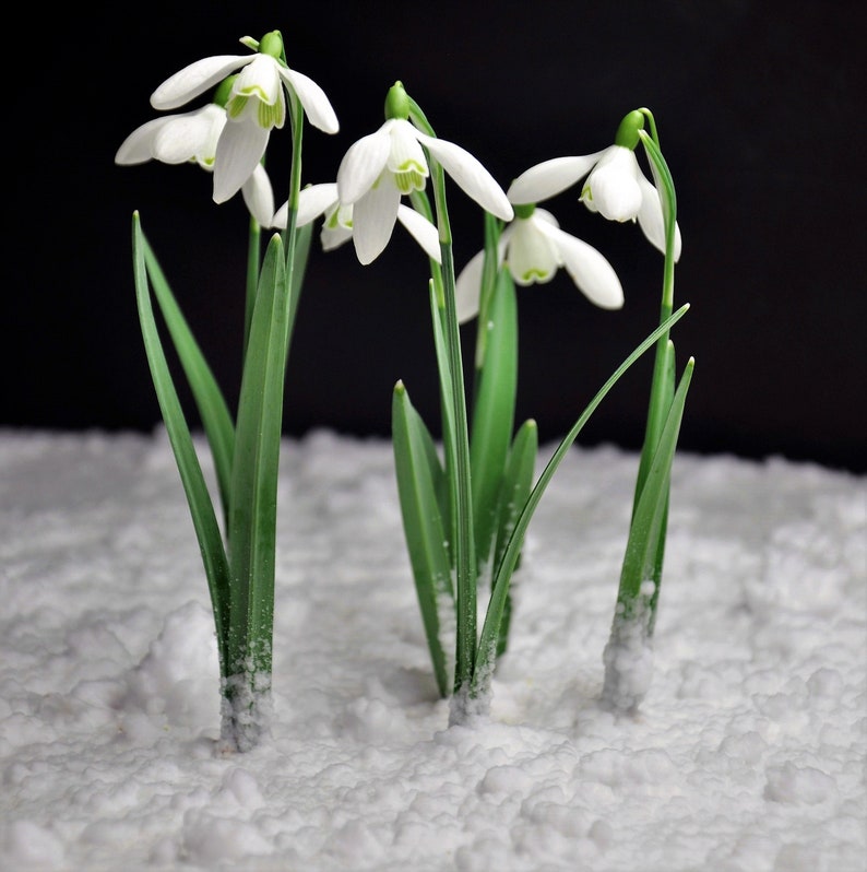 Snowdrop Cards Love You Snowdrop Cards Spring Snowdrop Flowers Photo ...