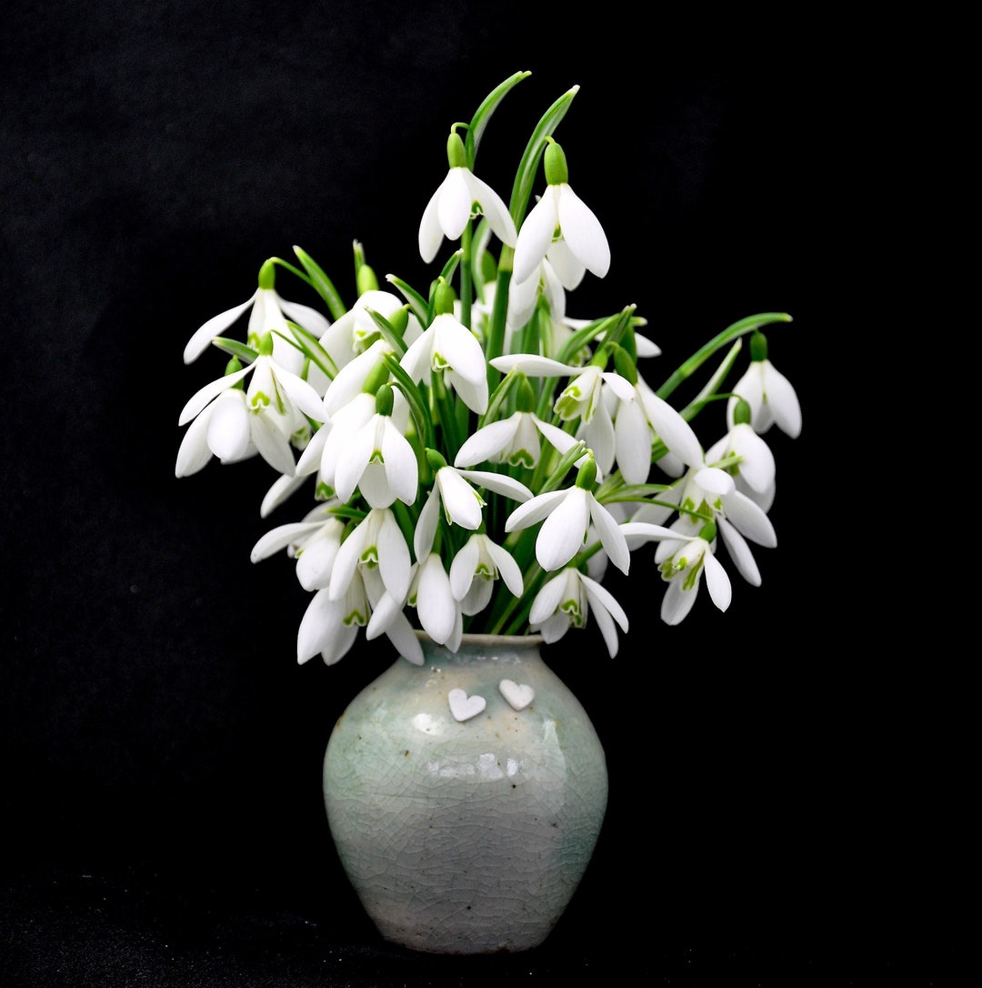 Snowdrops Heart Card Snowdrops Vase Card Unique Snowdrops Birthday ...