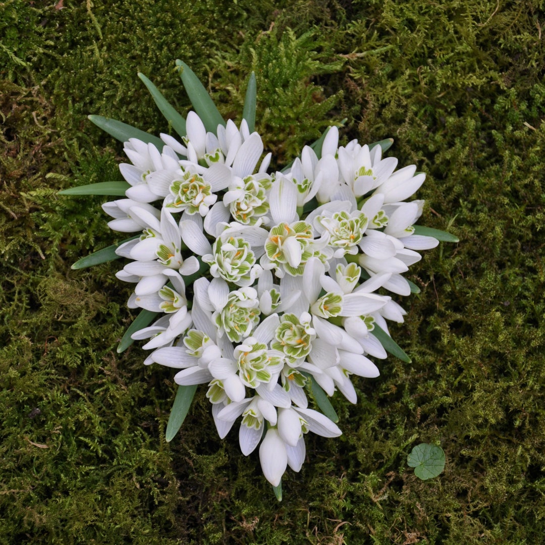 Snowdrop Flowers Heart Card Heartycards Unique Snowdrop Heart Photo ...