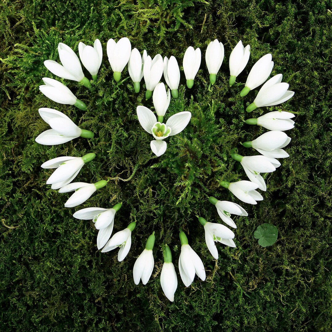 Snowdrop Heart Cards Flower Heart Photo Card Birthday Snowdrop Flower ...