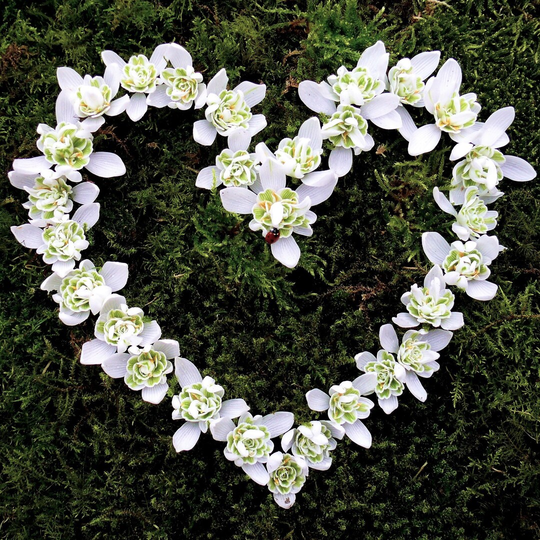 Snowdrop Flower Heart Card Heartycards Love You Heart Cards Snowdrop ...