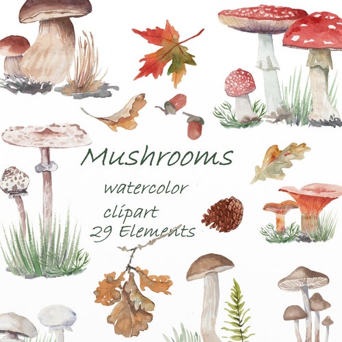 Mushroom Watercolor Clipart. Berries Herbs Fall Clipart Drawn | Etsy