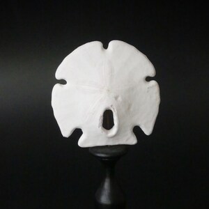 Encope Grandis Sea Urchin Test on a Napoleon III Style Blackened Turned ...