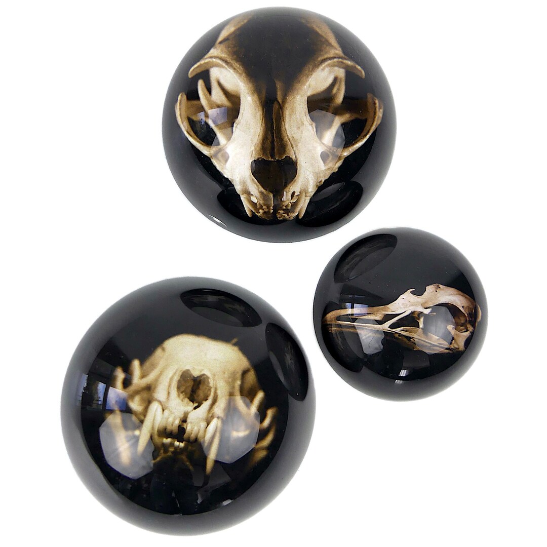 Three Hemispherical Glass Skull Paperweights With Printed Flat Bottoms ...
