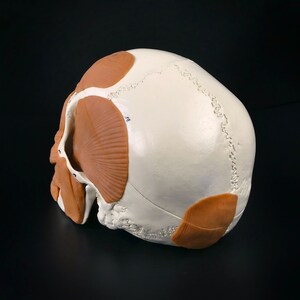 Numbered Didactic Human Skull - German Anatomical Model - Late 20th ...