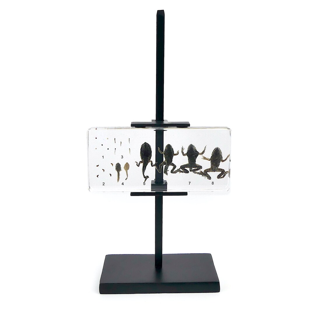 Plaque of Stuffed Frogs Frozen in Resin on Black Metal Easel - Etsy