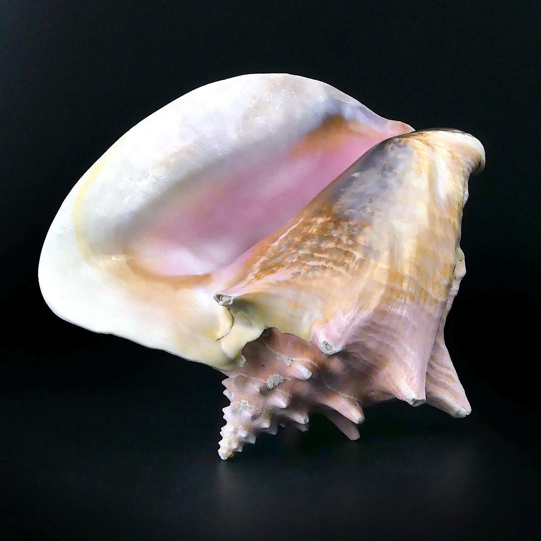 Giant Conch Pink Conch - Collectible Shell - Curiosity of the Sea ...
