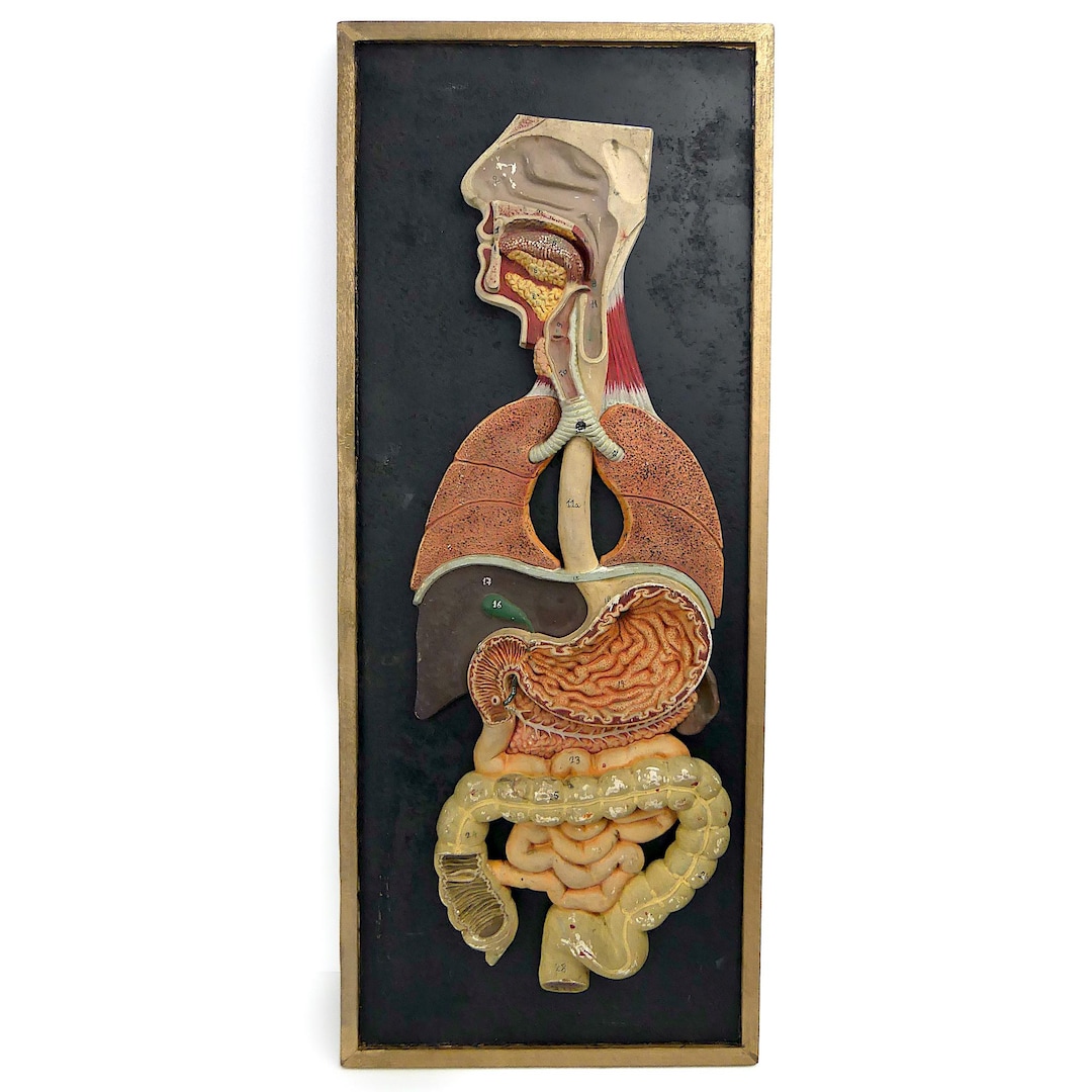 Antique Didactic Educational Anatomical Model Mounted on Wooden Panel ...