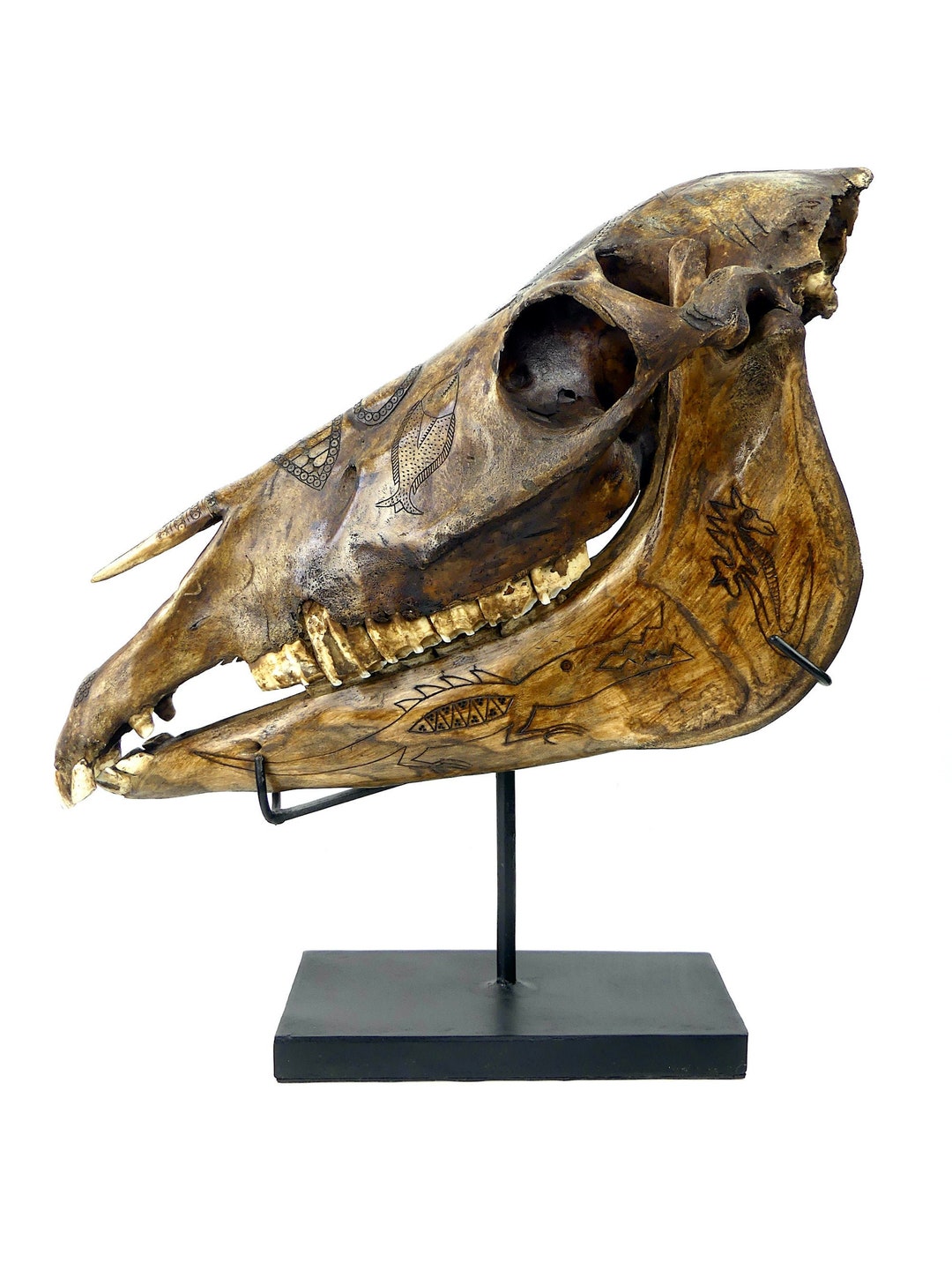Chiseled Dayak Horse Skull on Black Metal Base - Indonesia - Ethnic ...