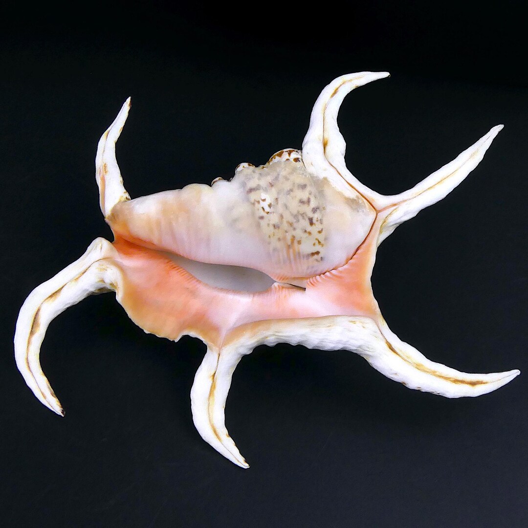 Spider Conch Shell - Harpago Chiragra - Lambis Rugosa - Curiosity of ...