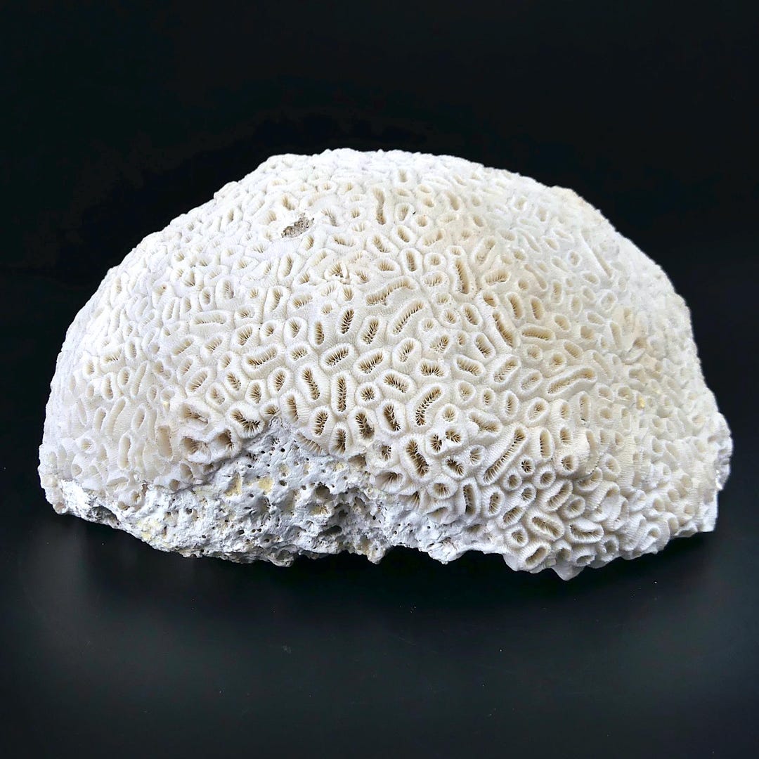 Large White Brain Coral - Diploria Labyrinthiformis - Curiosity of the ...