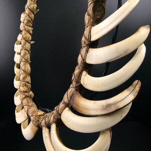 Large Kukukuku Angas Necklace Made up of 25 Wild Pig Teeth on a Base ...