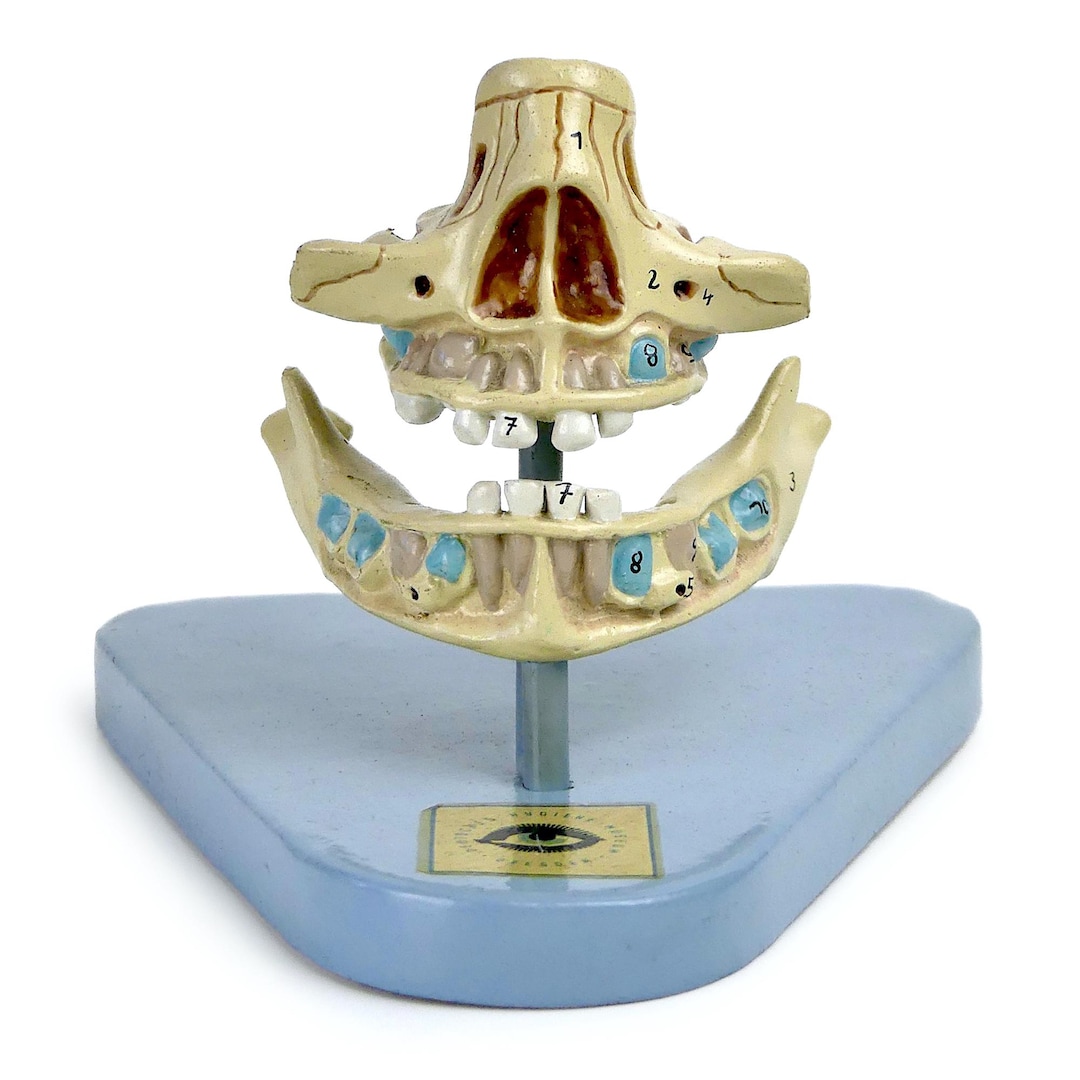 Small Numbered Didactic Baby Jaw - German Anatomical Model - Scale 1:1 ...