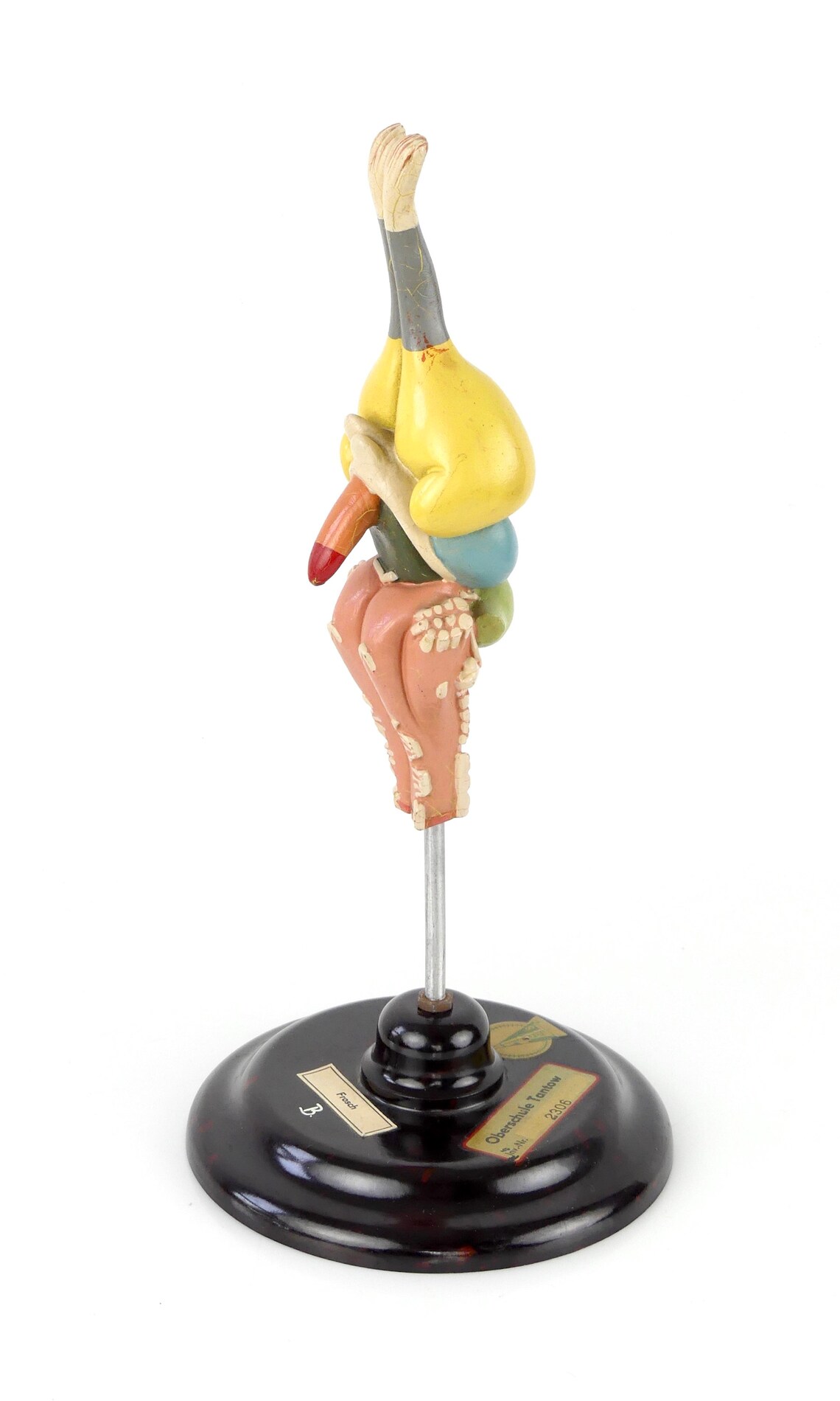 Frog Brain Anatomy Model - Curiosity - Oddity - Etsy
