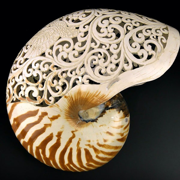 Large Nautilus Shell - Etsy