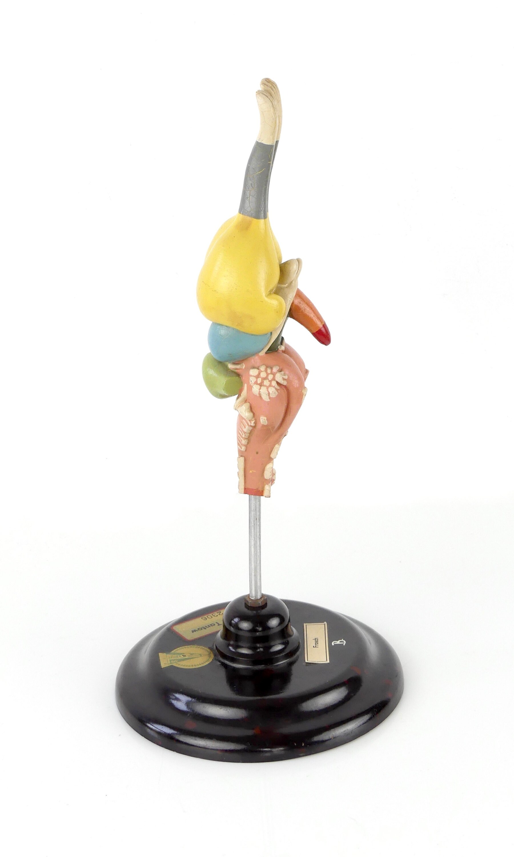 Frog Brain Anatomy Model - Curiosity - Oddity - Etsy