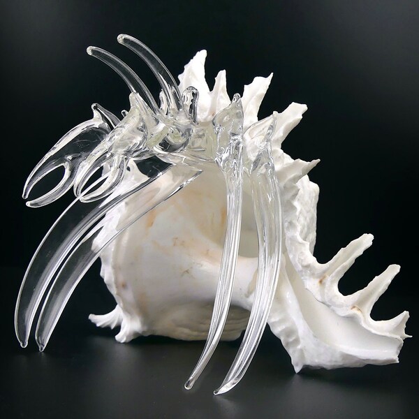 Hermit Crab Shells Glass - Etsy