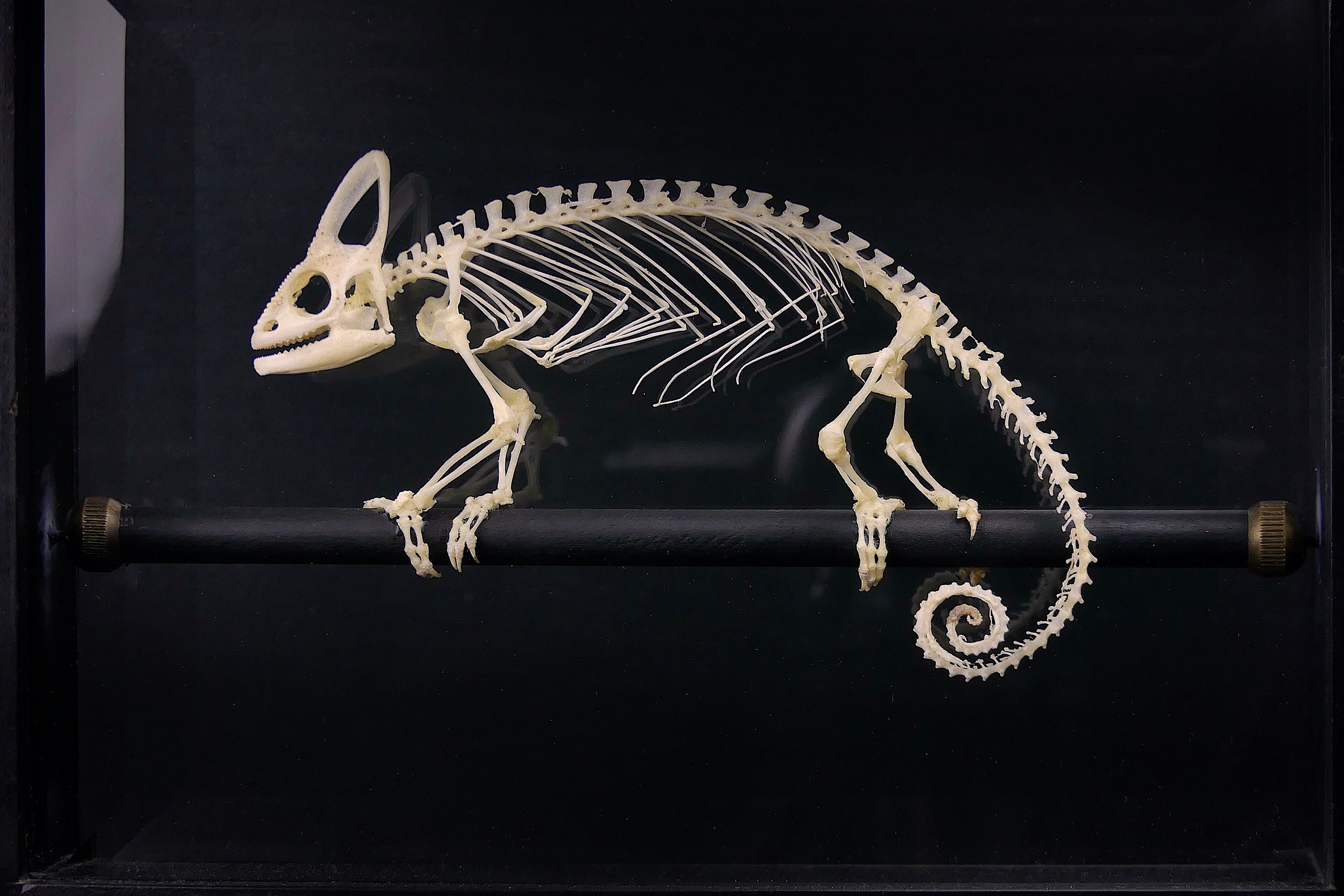 Veiled Chameleon Skull