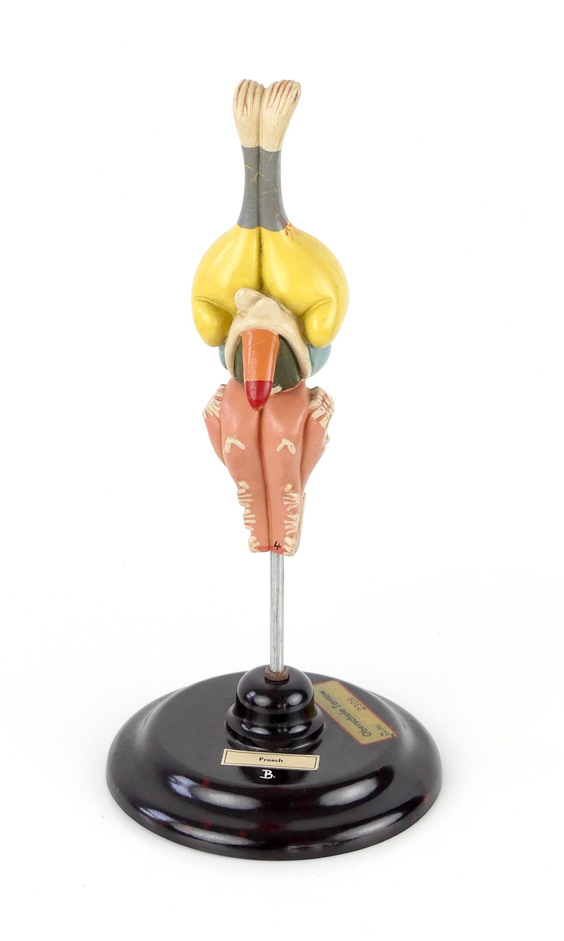 Frog Brain Anatomy Model Curiosity Oddity - Etsy