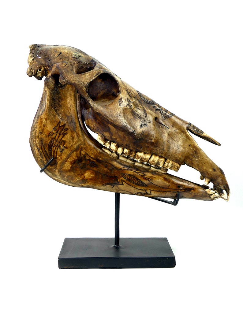 Chiseled Dayak Horse Skull on Black Metal Base - Indonesia - Ethnic ...