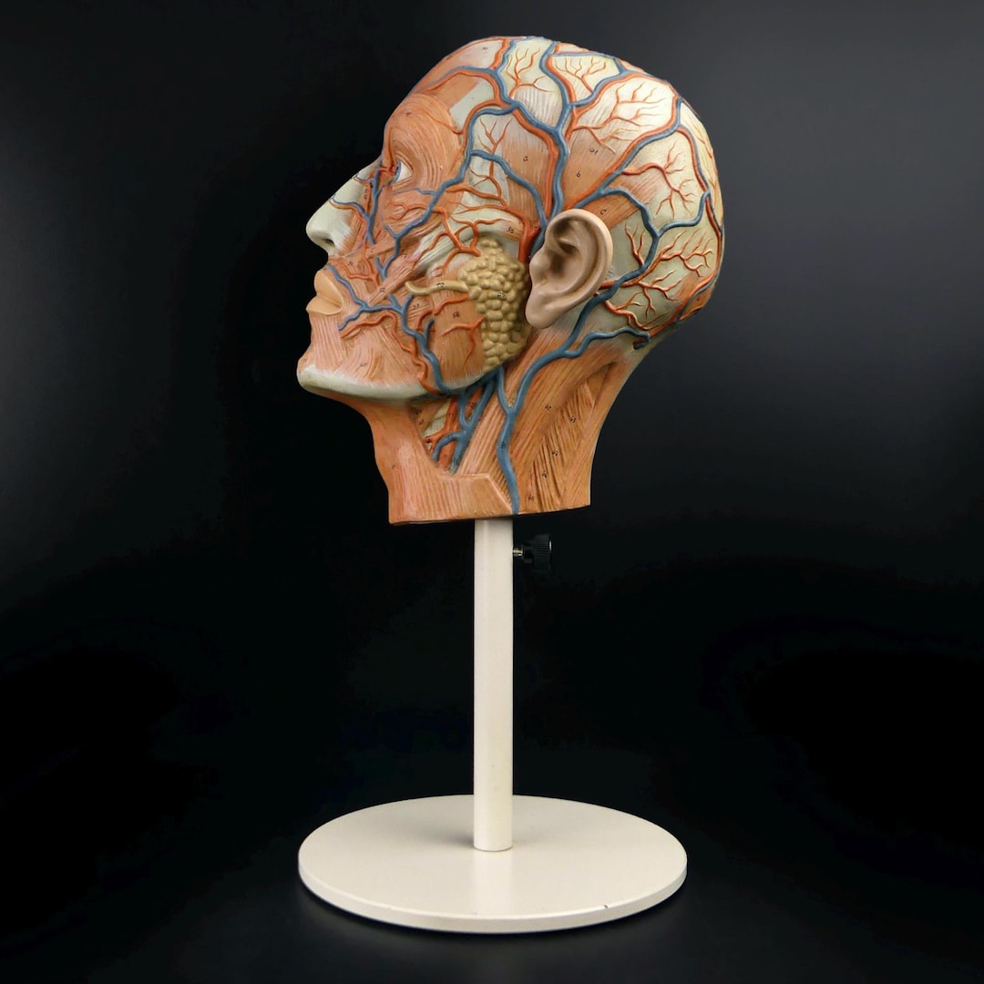 Didactic Flayed Half-human Head on Metal Stand - Anatomical Model ...