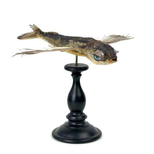 Taxidermy Fish - Etsy