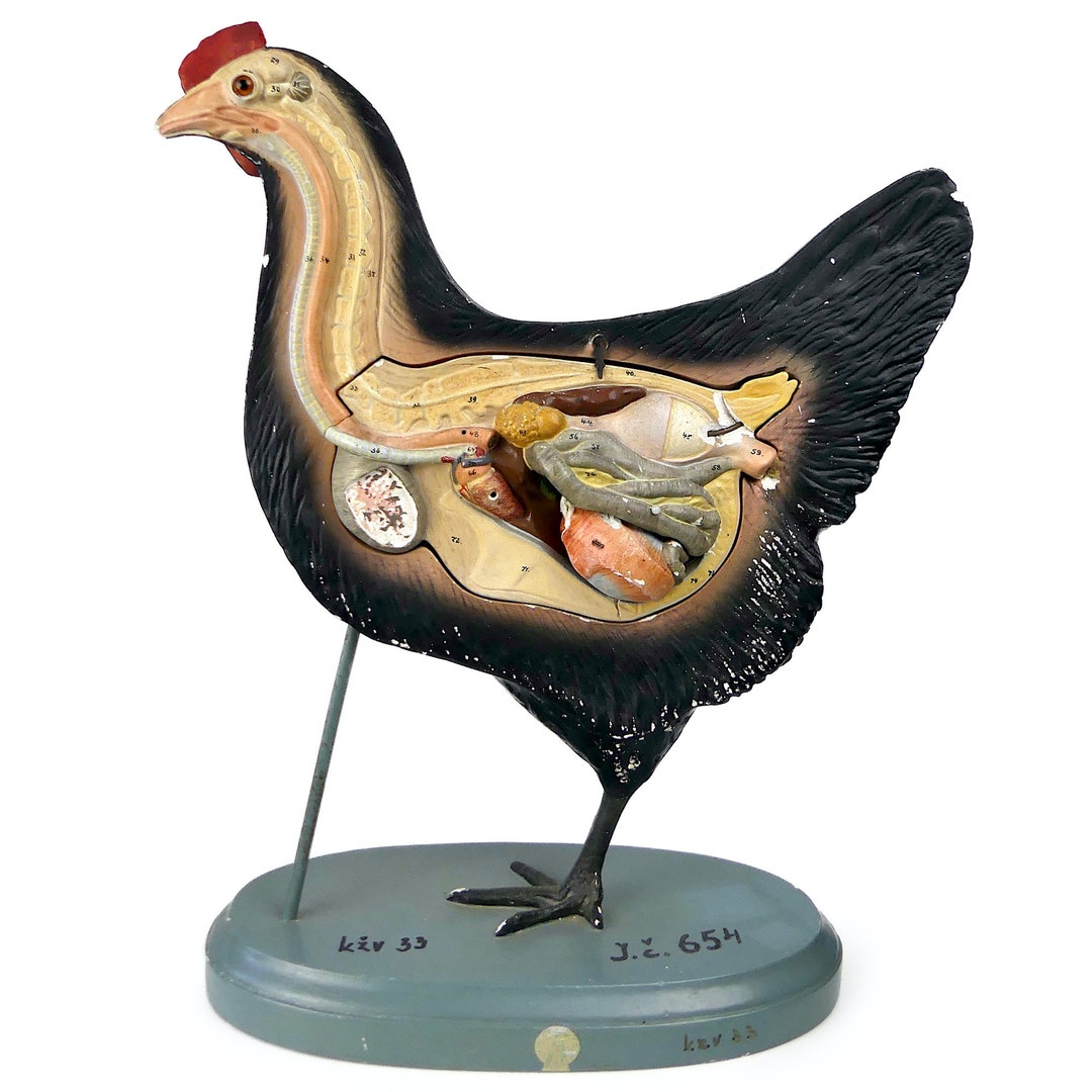 Anatomical Model of a Rare Educational Plaster Chicken in Sagittal ...