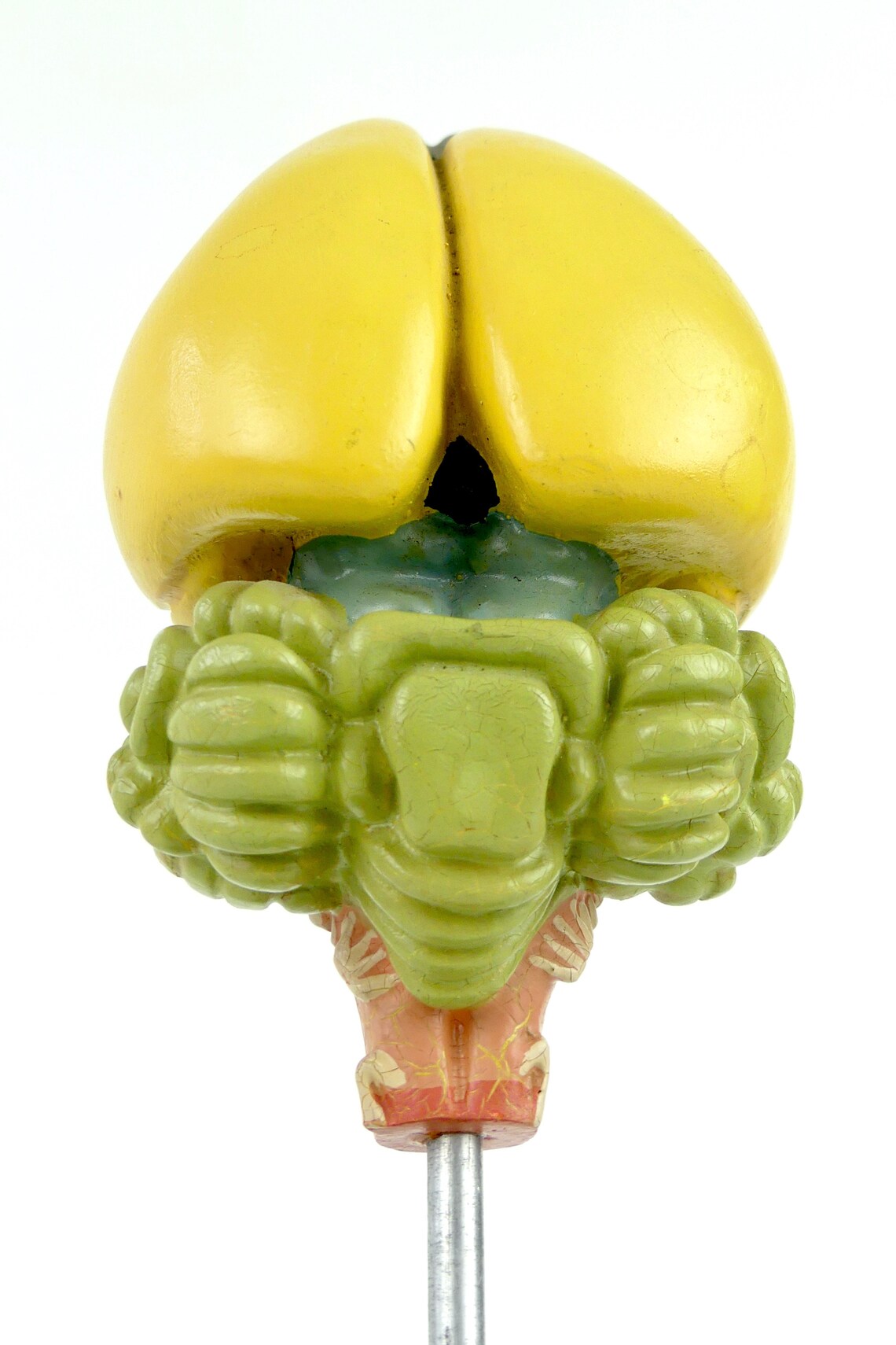 Vintage Rabbit Brain Anatomy Model Curiosity | Etsy