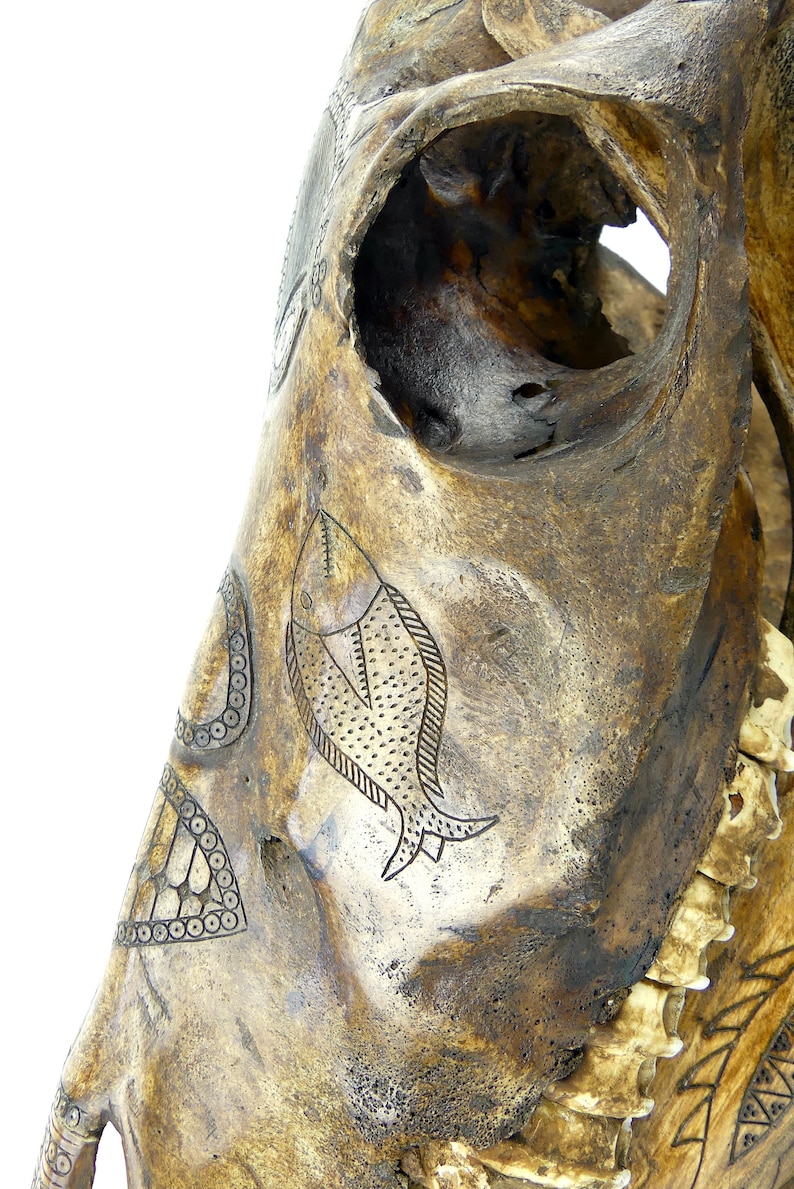 Chiseled Dayak Horse Skull on Black Metal Base - Indonesia - Ethnic ...