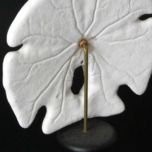 Encope Grandis Sea Urchin Test on a Napoleon III Style | Etsy