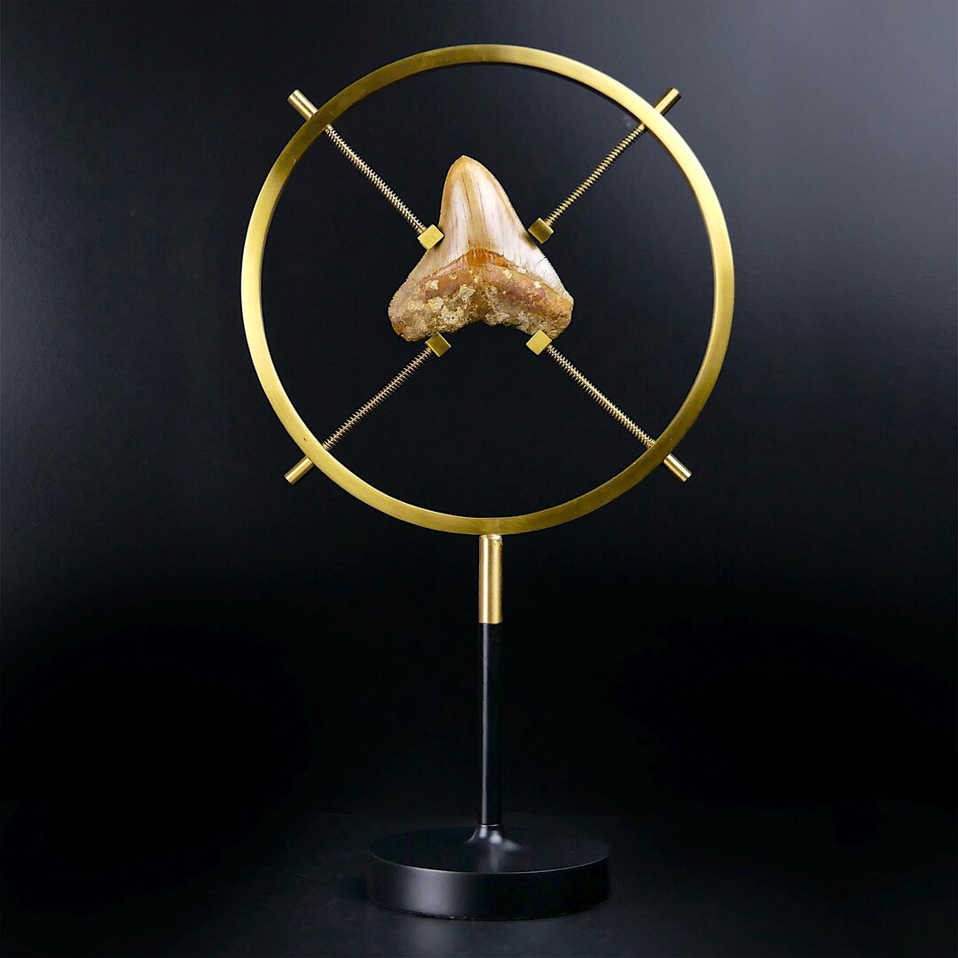 Rare Fossilized Megalodon Tooth Set on a Circular Steampunk Design ...