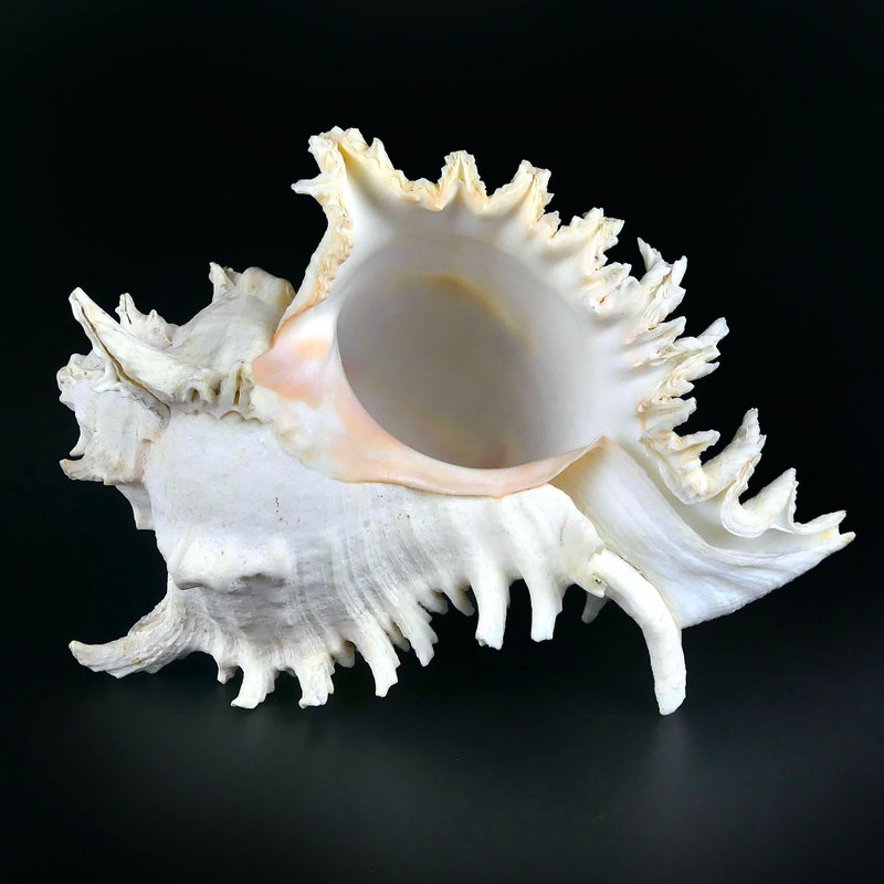 Murex Shell - Etsy
