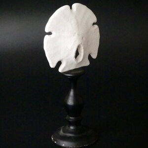 Encope Grandis Sea Urchin Test on a Napoleon III Style Blackened Turned ...