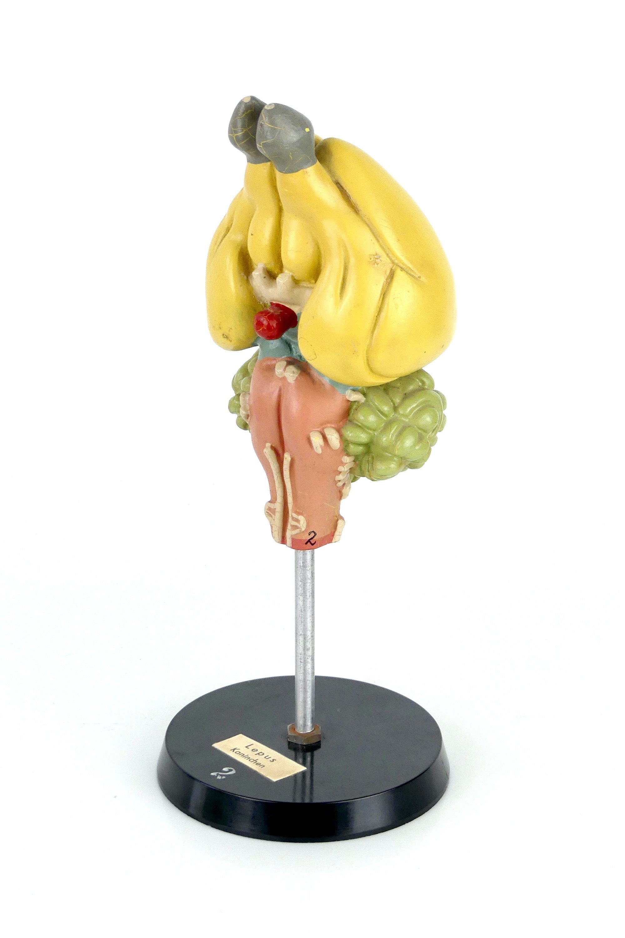 Vintage Rabbit Brain Anatomy Model Curiosity | Etsy