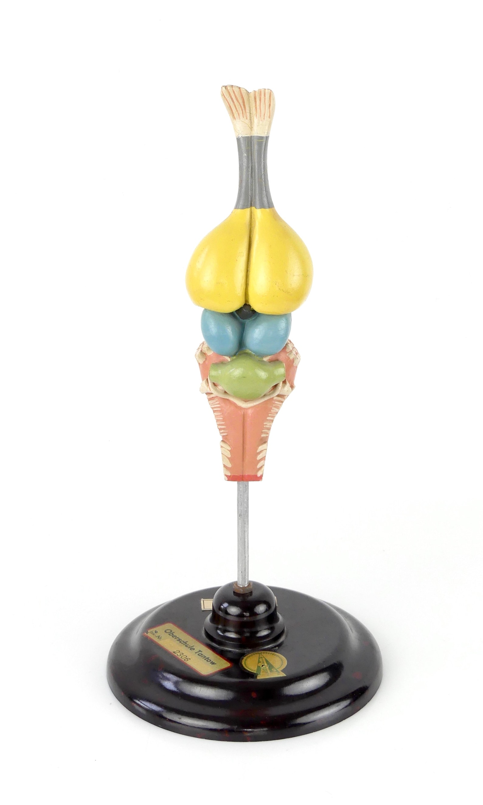 Frog Brain Anatomy Model Curiosity Oddity - Etsy