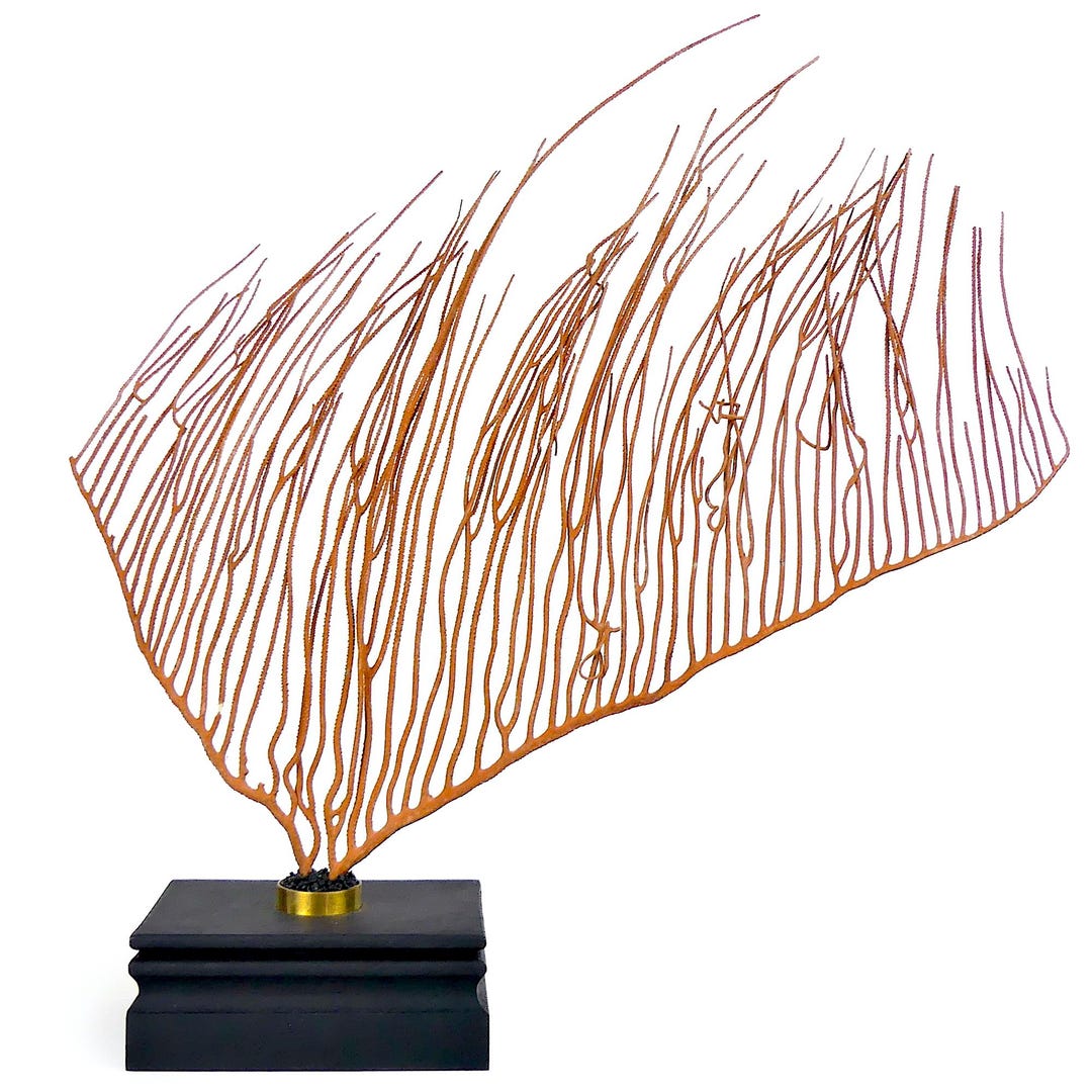 Large Lyre-fan on Black Wooden Base - Ctenocella Pectinata - Curiosity ...