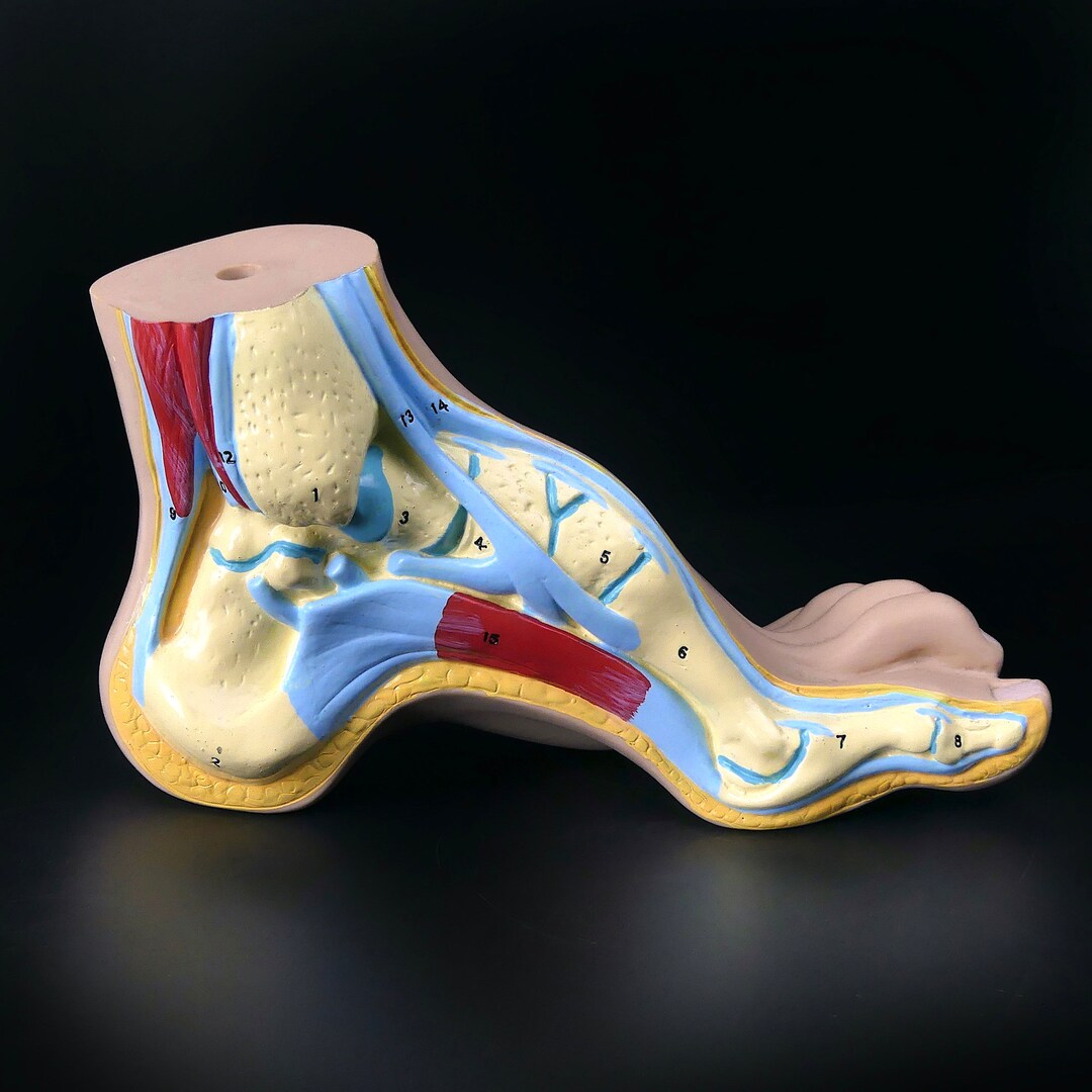 Anatomical Model of the Foot in Polychrome Section Didactic Model ...