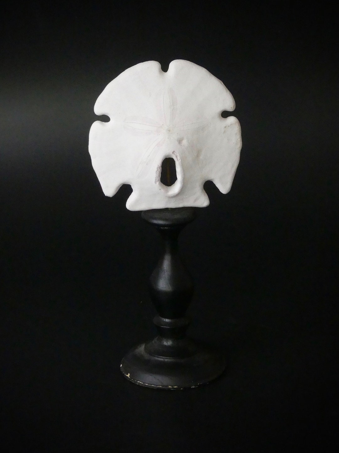 Encope Grandis Sea Urchin Test on a Napoleon III Style Blackened Turned ...