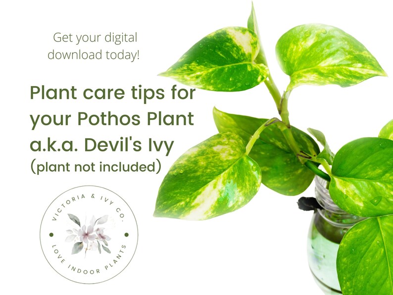 Golden Pothos Plant Care Sheet & Tracker Bundle | Devil's Ivy | Plant Care Tracker | Plant Log ...