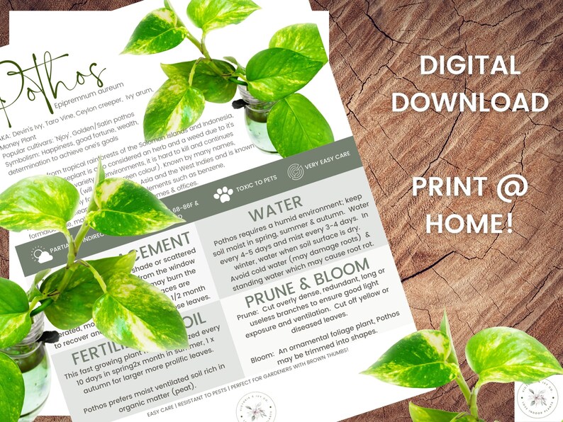 Golden Pothos Plant Care Sheet | Devil's Ivy Plant Care Sheet | Digital ...