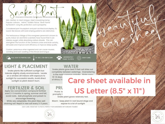 Snake Plant Care Sheet Mother-in-law's Tongue Care Sheet - Etsy