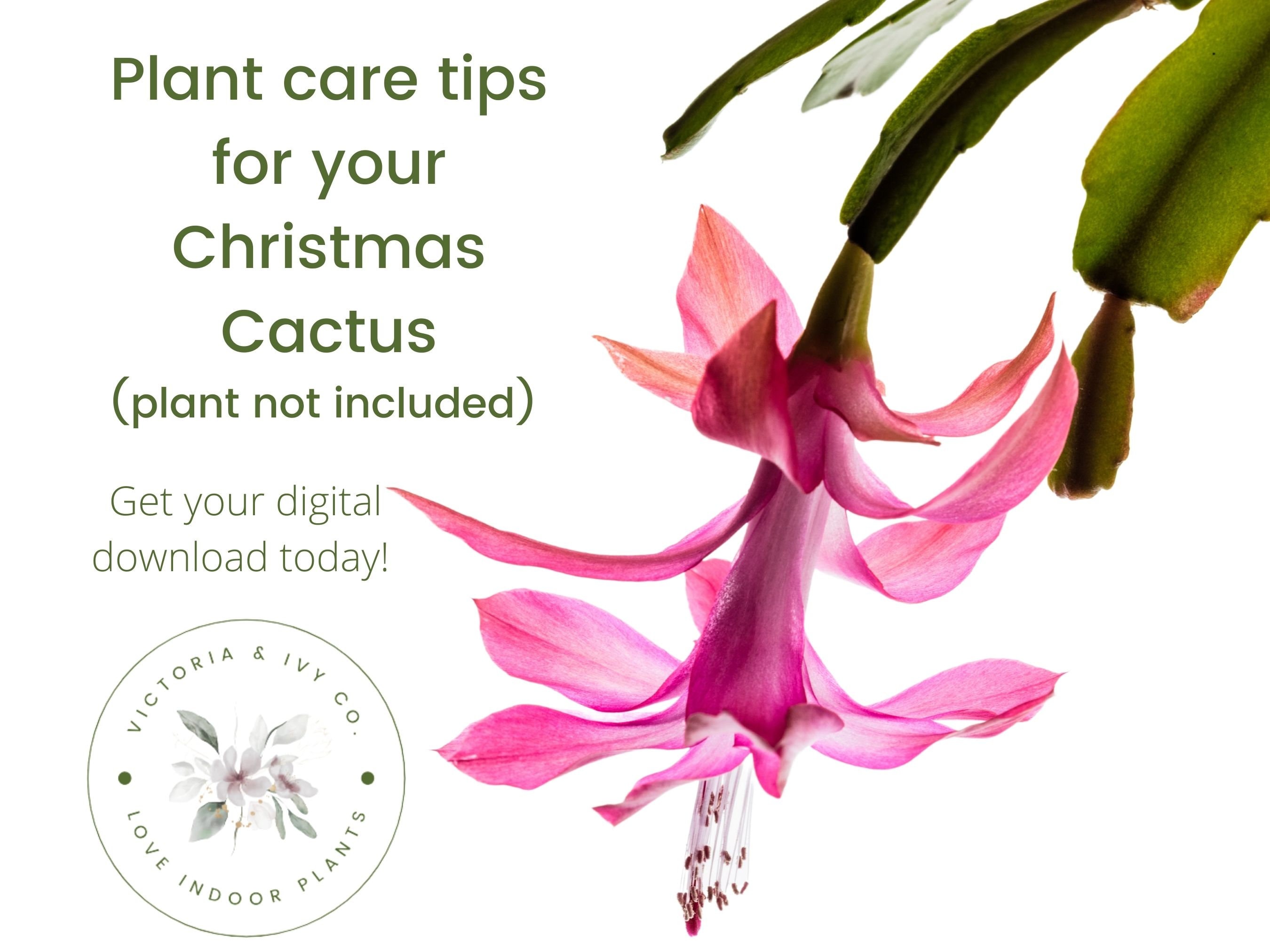 Christmas Cactus Plant Care Sheet - Green - Etsy