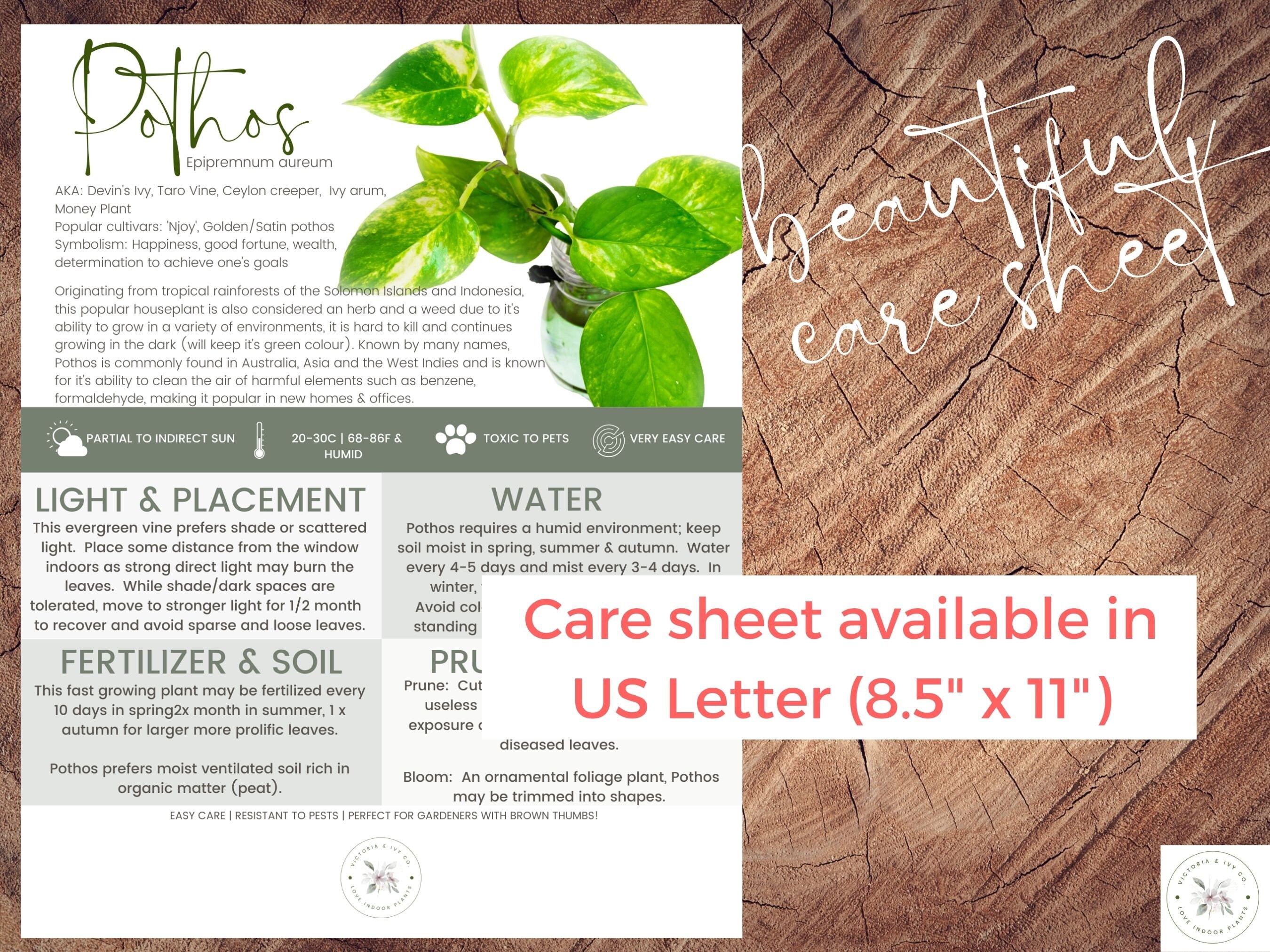 Golden Pothos Plant Care Sheet | Devil's Ivy Plant Care Sheet | Digital ...